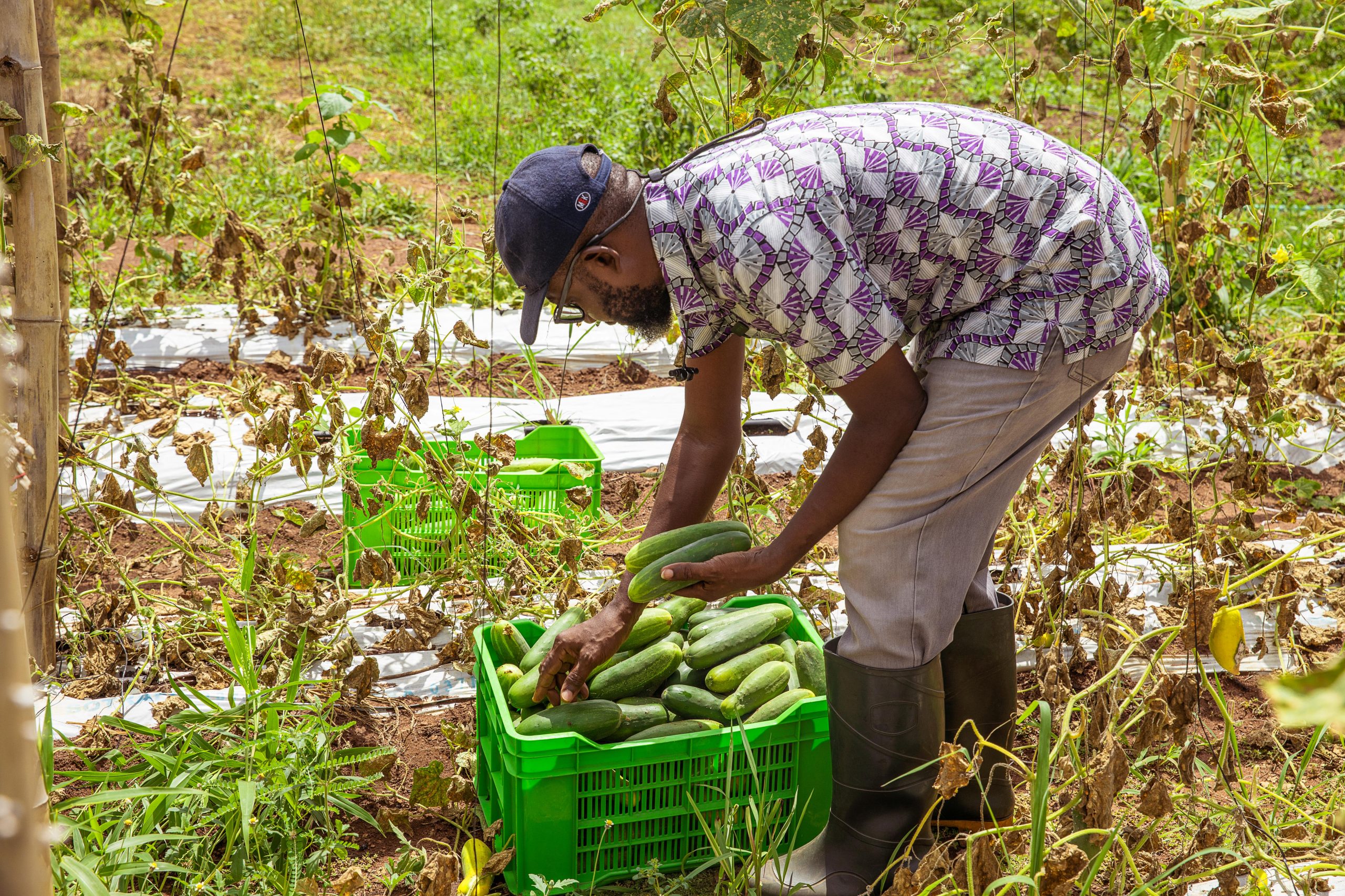 The African Farmers Stories – Telling the Whole story..